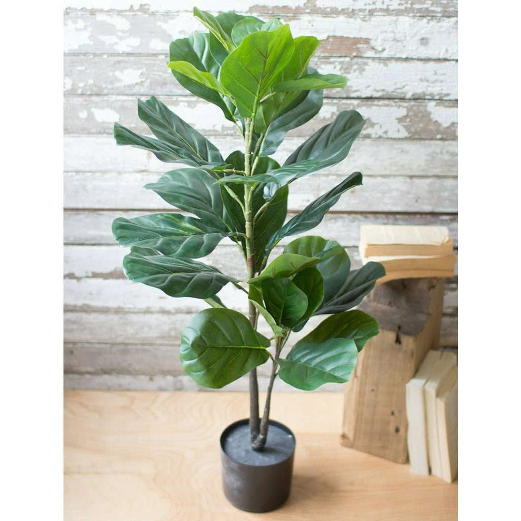 potted fig tree